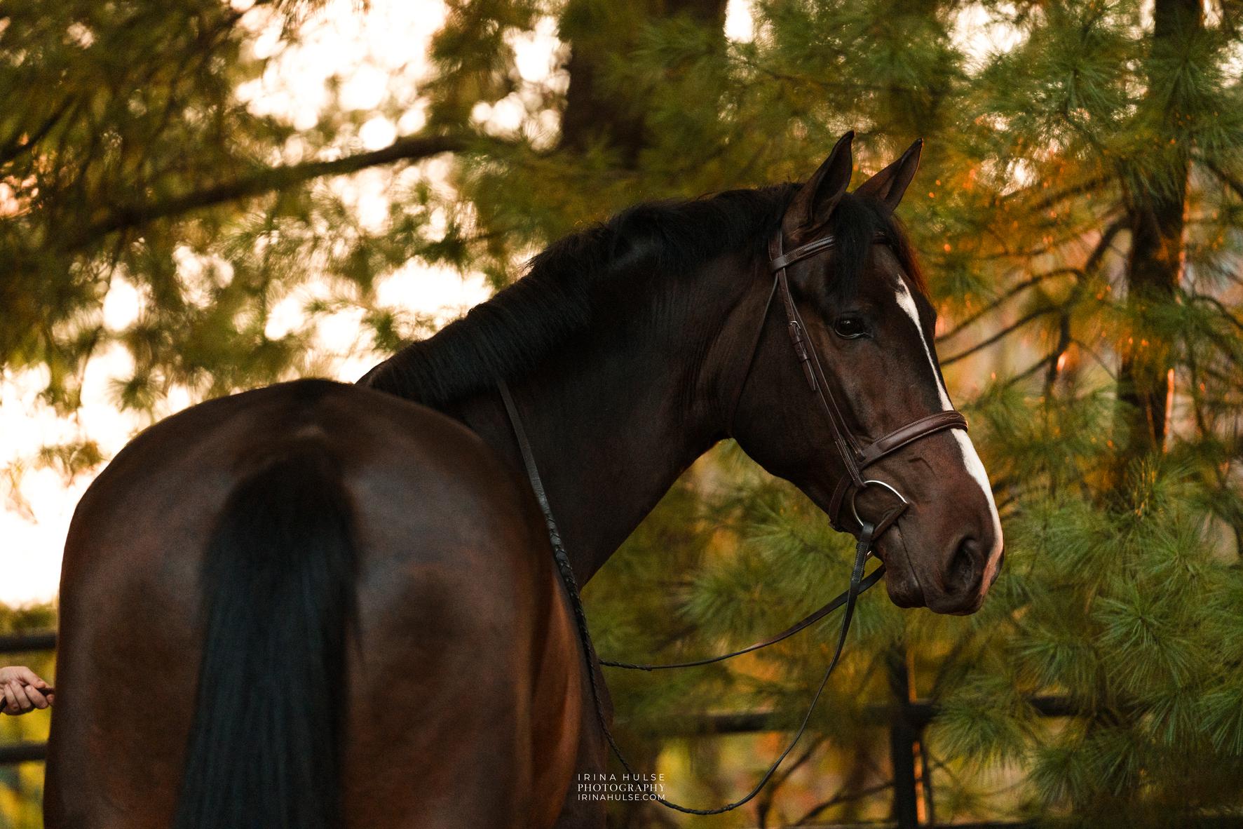 Cheval Oldenburg Equitation