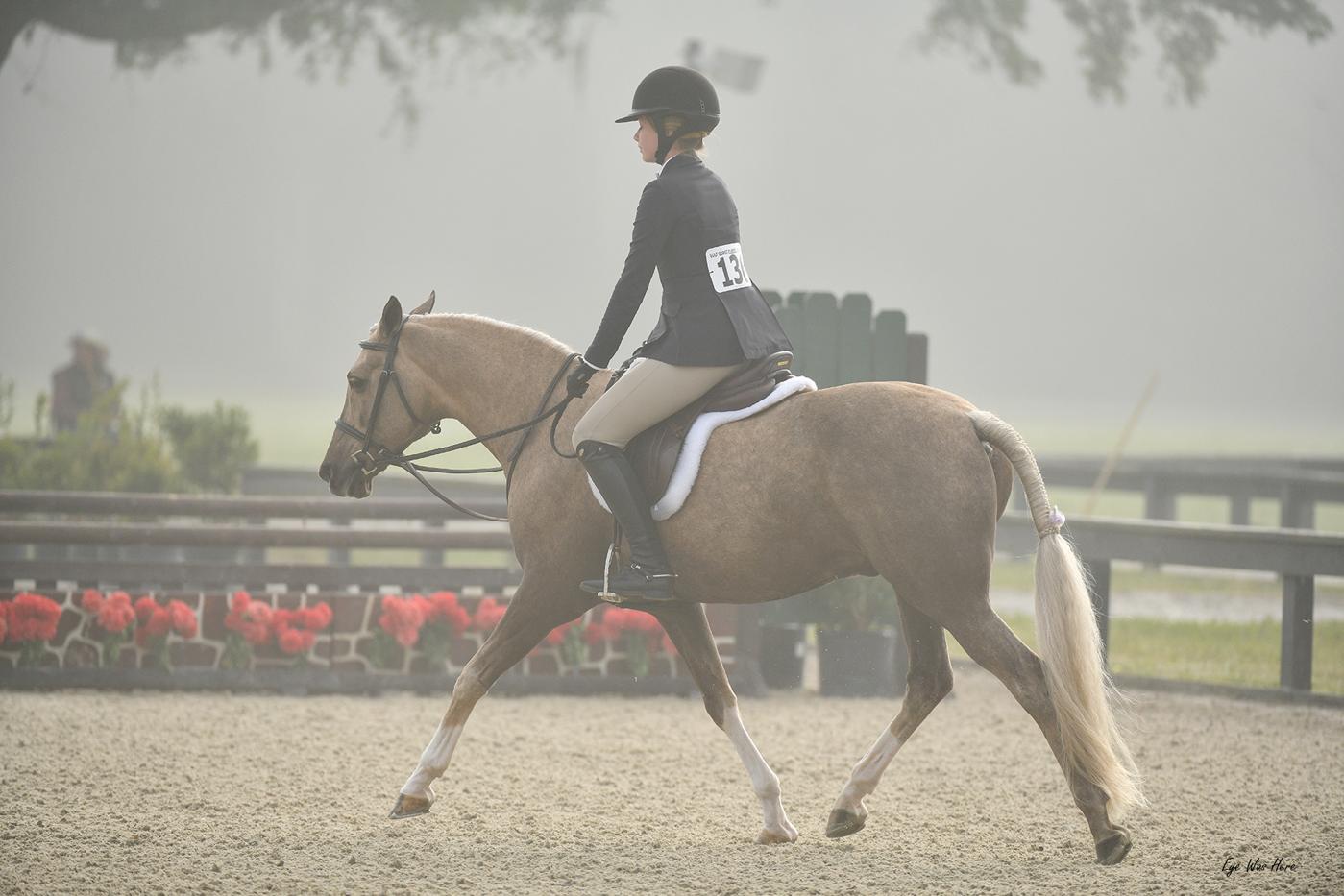 Golden Opportunity German Riding Pony Hunter