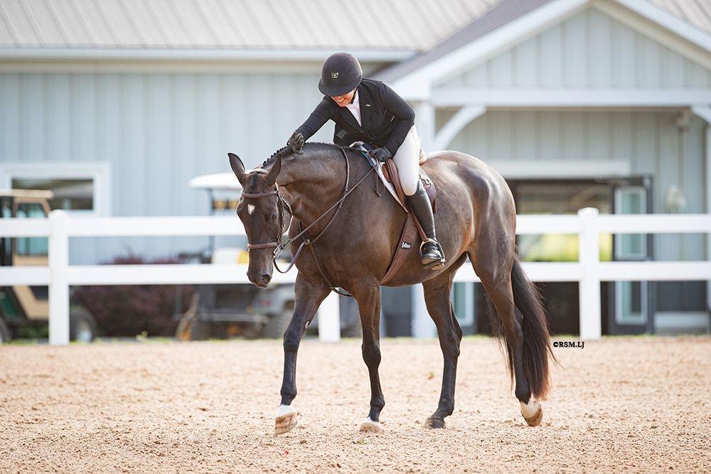 Whittaker Warmblood Hunter
