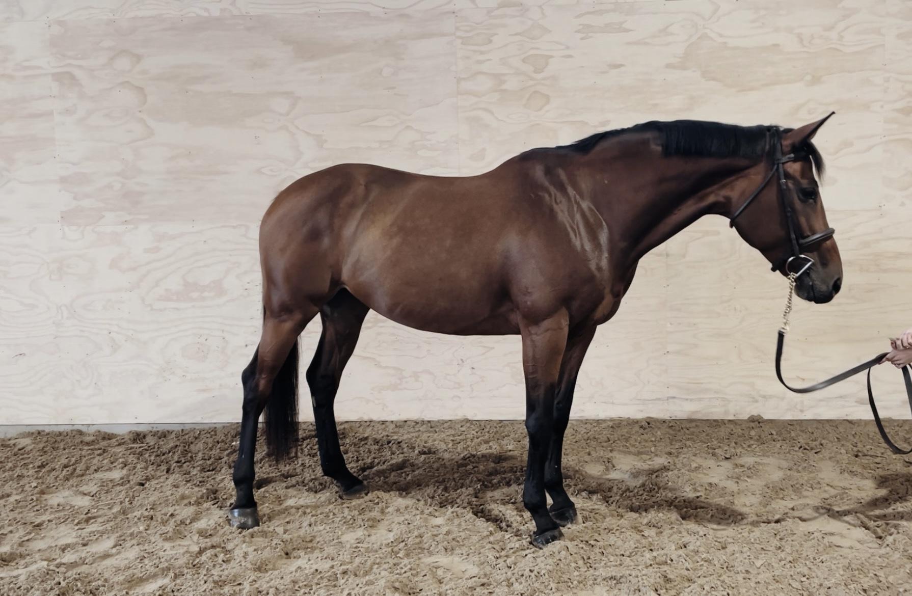 Wren B Canadian Warmblood Jumper