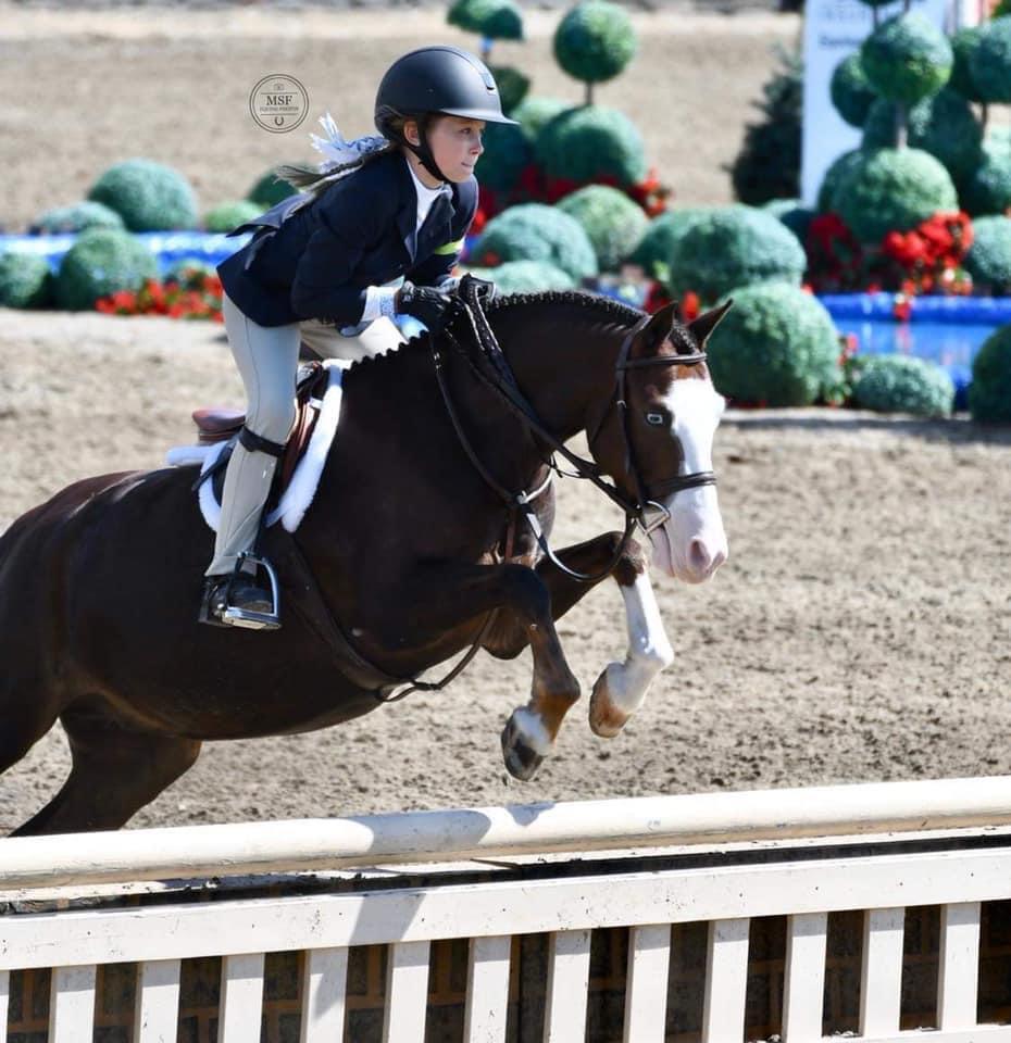 Never Enough Sweet Dreams Welsh Cross Hunter