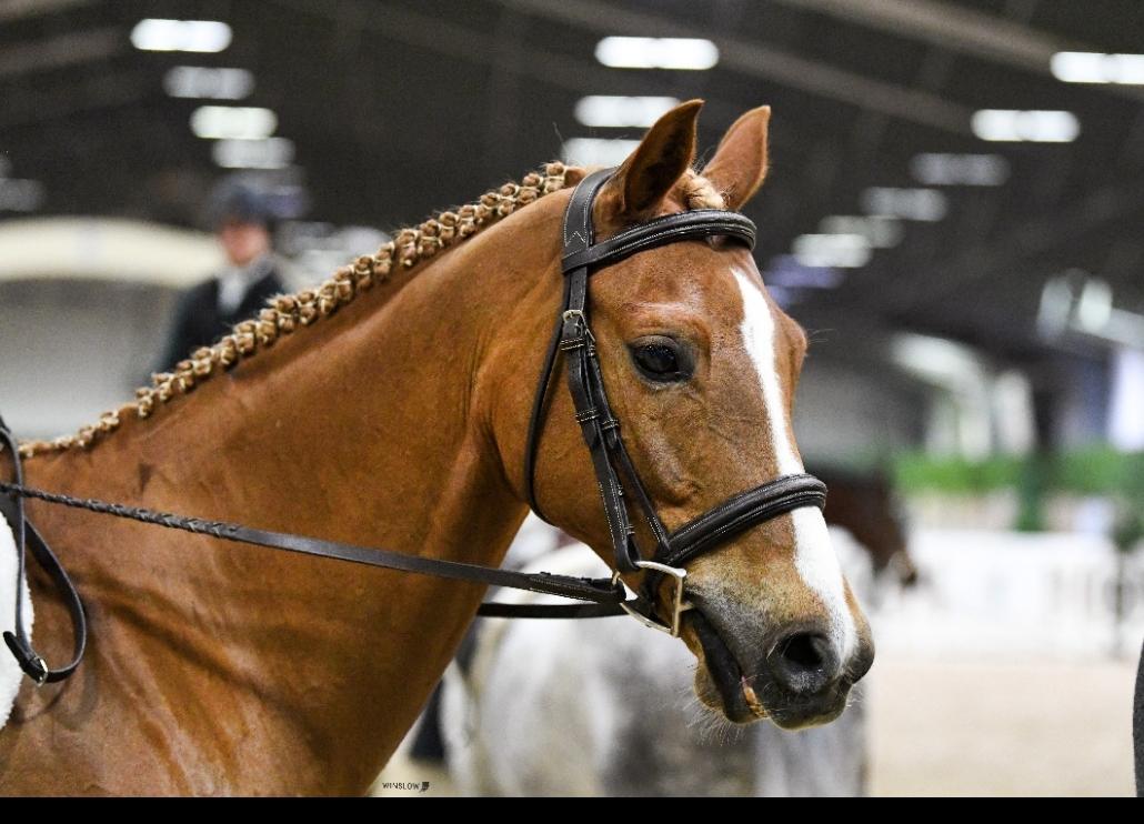 Reynard Twix Welsh Cross