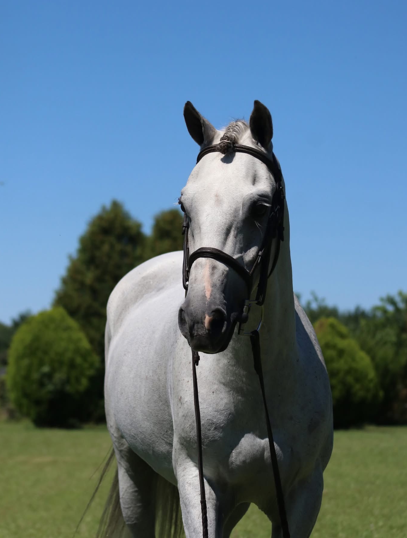 Bank Top Peter Pan Welsh Pony