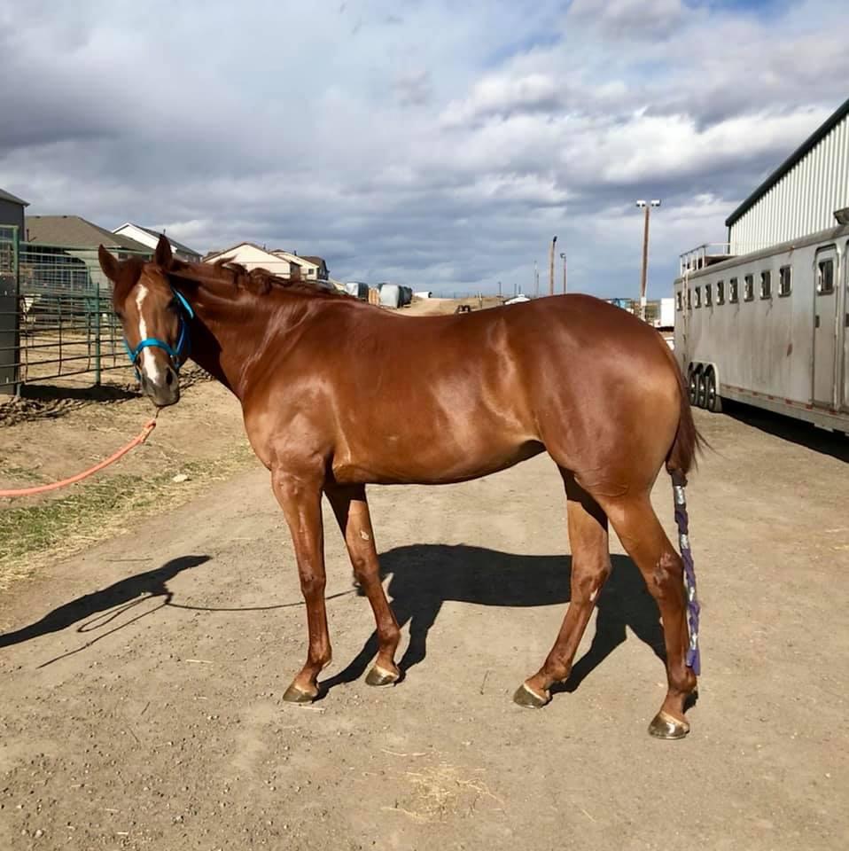 BMQ Legacy of Roses Appendix Equitation