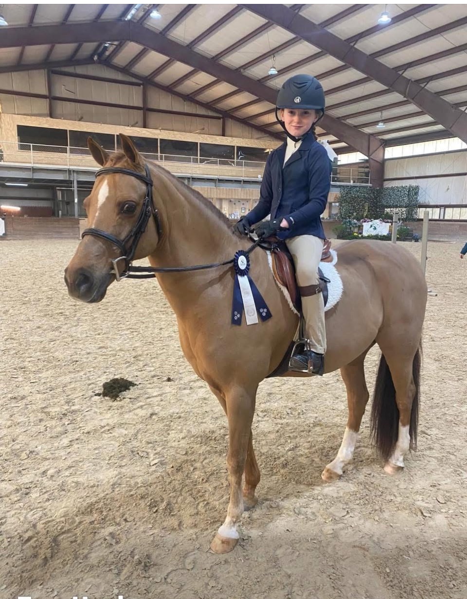Figment Welsh Pony Hunter