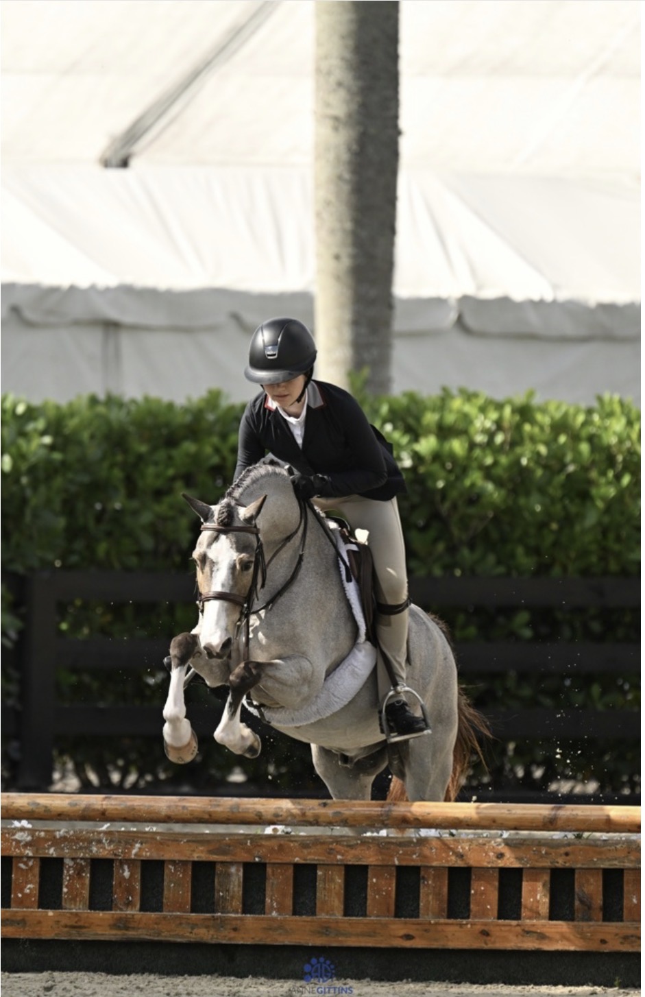 Sir Beef Wellington TE Welsh Pony