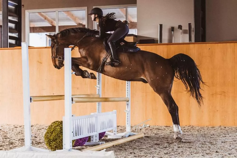 Phillipe FF Canadian Sport Horse