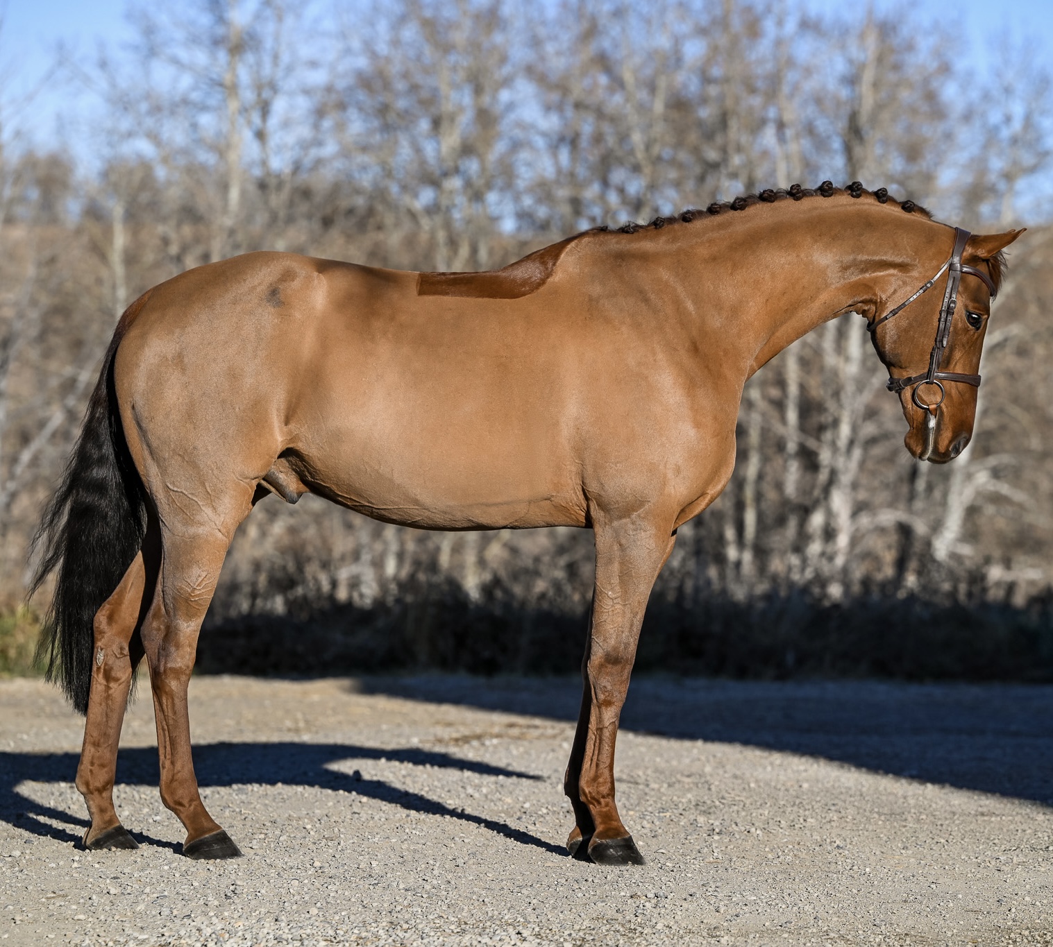 Classified Star Canadian Warmblood
