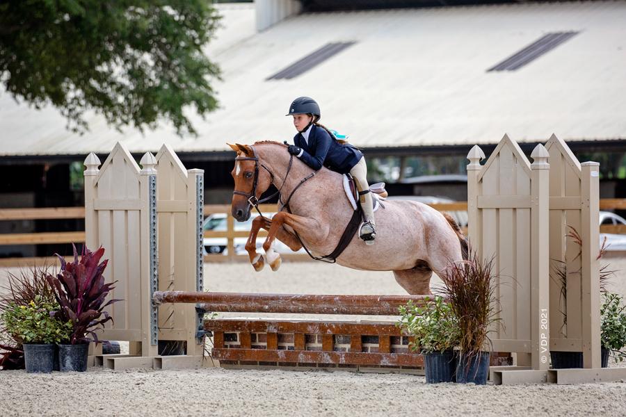 Greymeadows Ginger Snap Welsh Cross