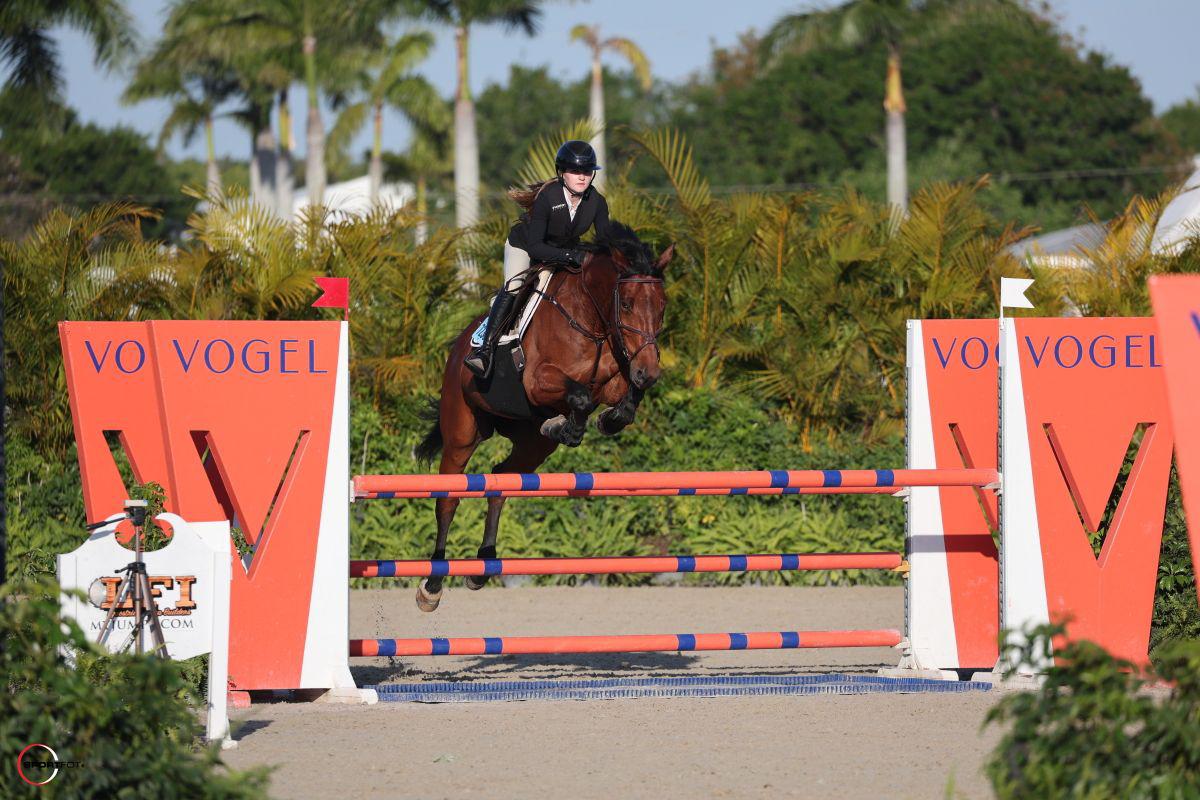 Fidelio Wsh Warmblood Jumper