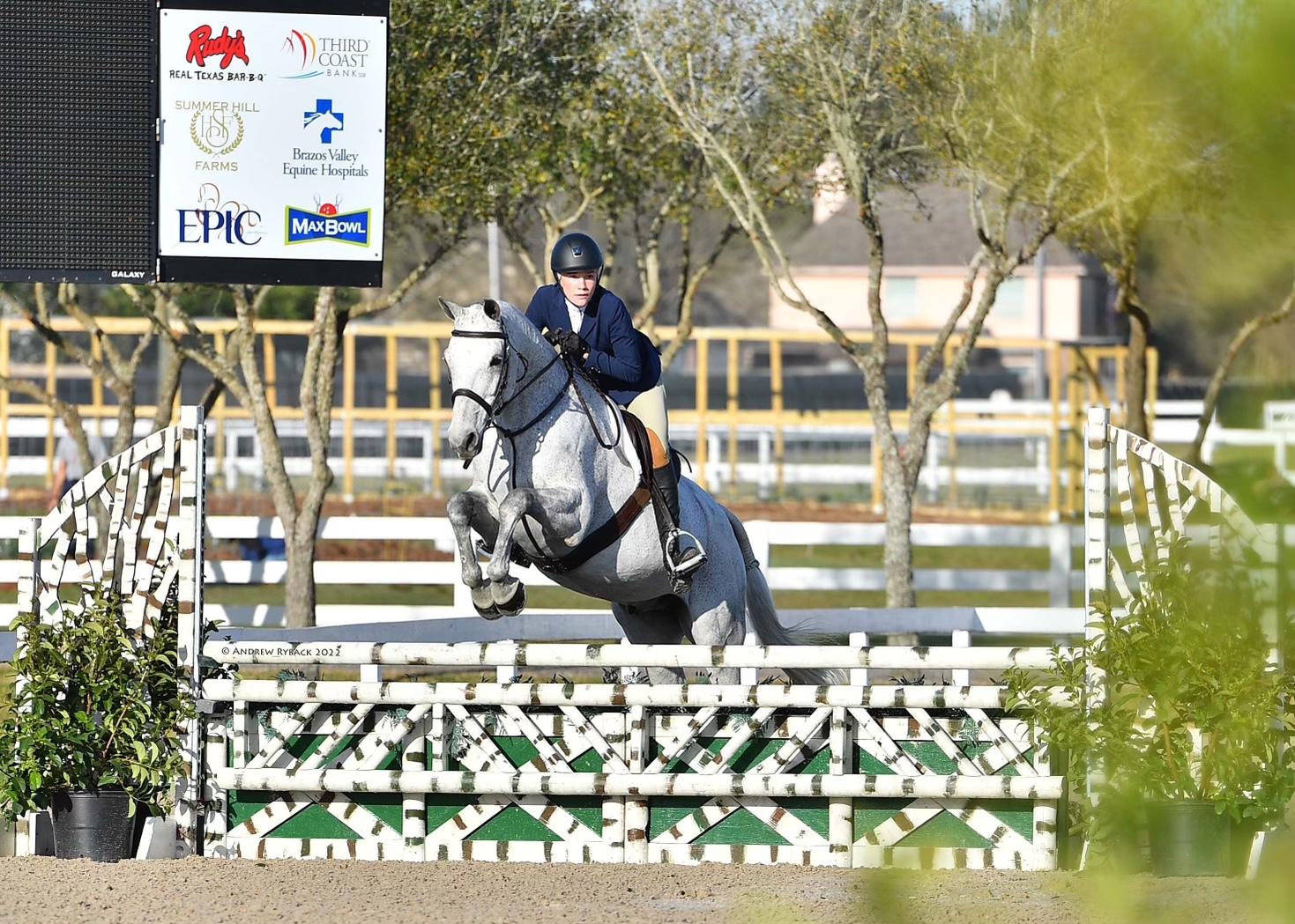 Vivaldi Warmblood Hunter