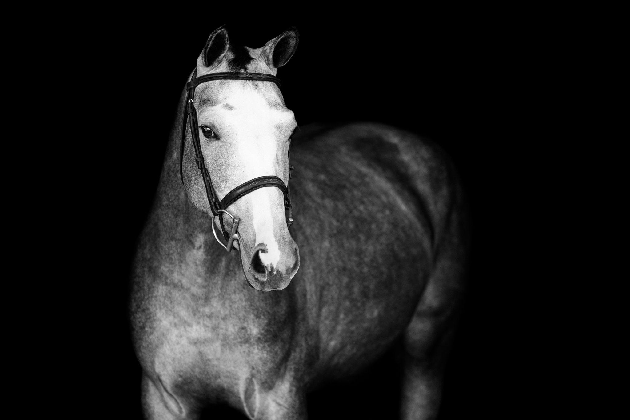 Beaulieu's Customized Warmblood Hunter