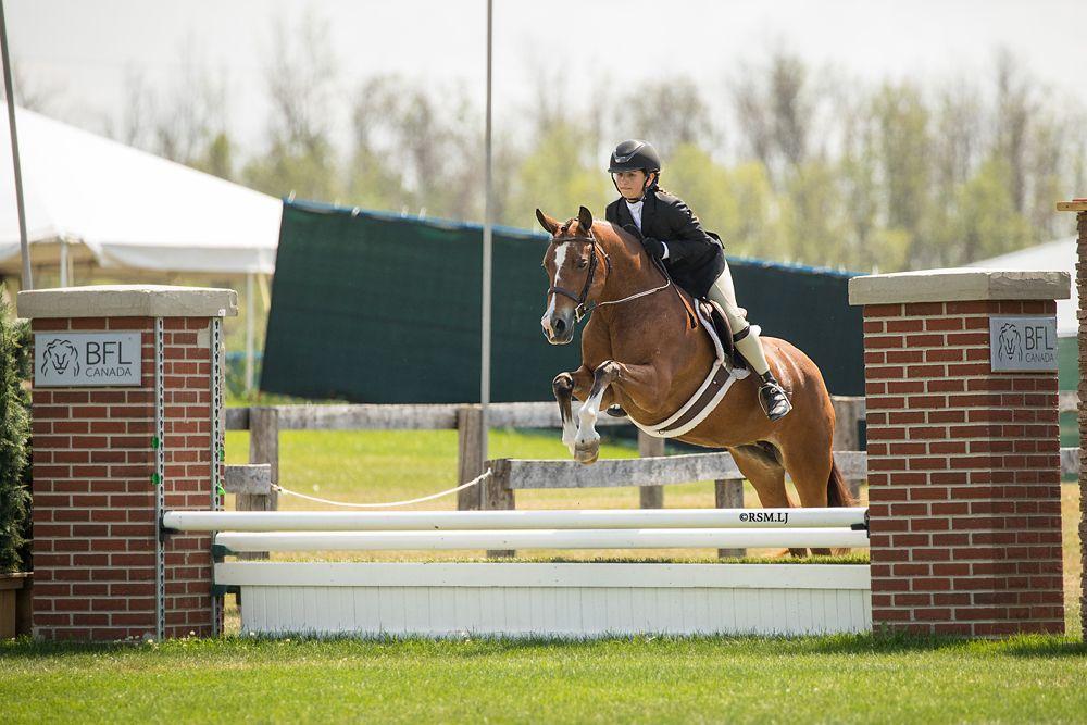 Made You Look Welsh Cob Hunter