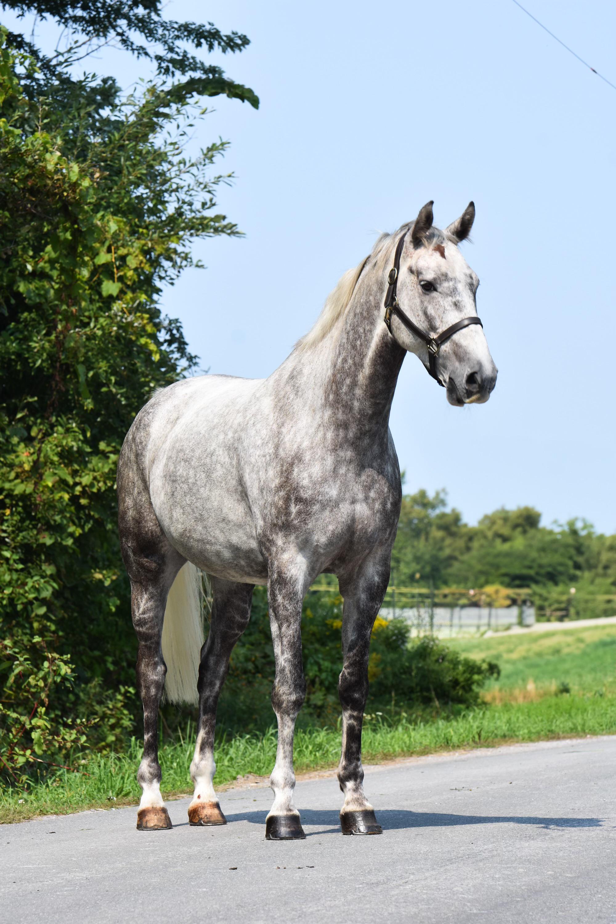 Compass TK Warmblood Hunter