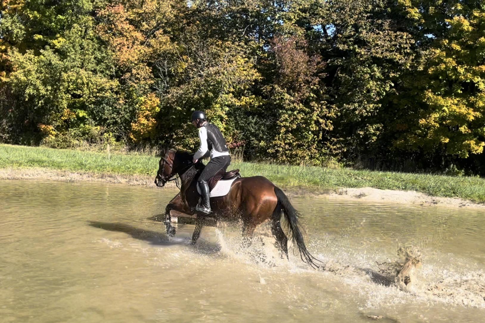 Wren B Canadian Warmblood Jumper