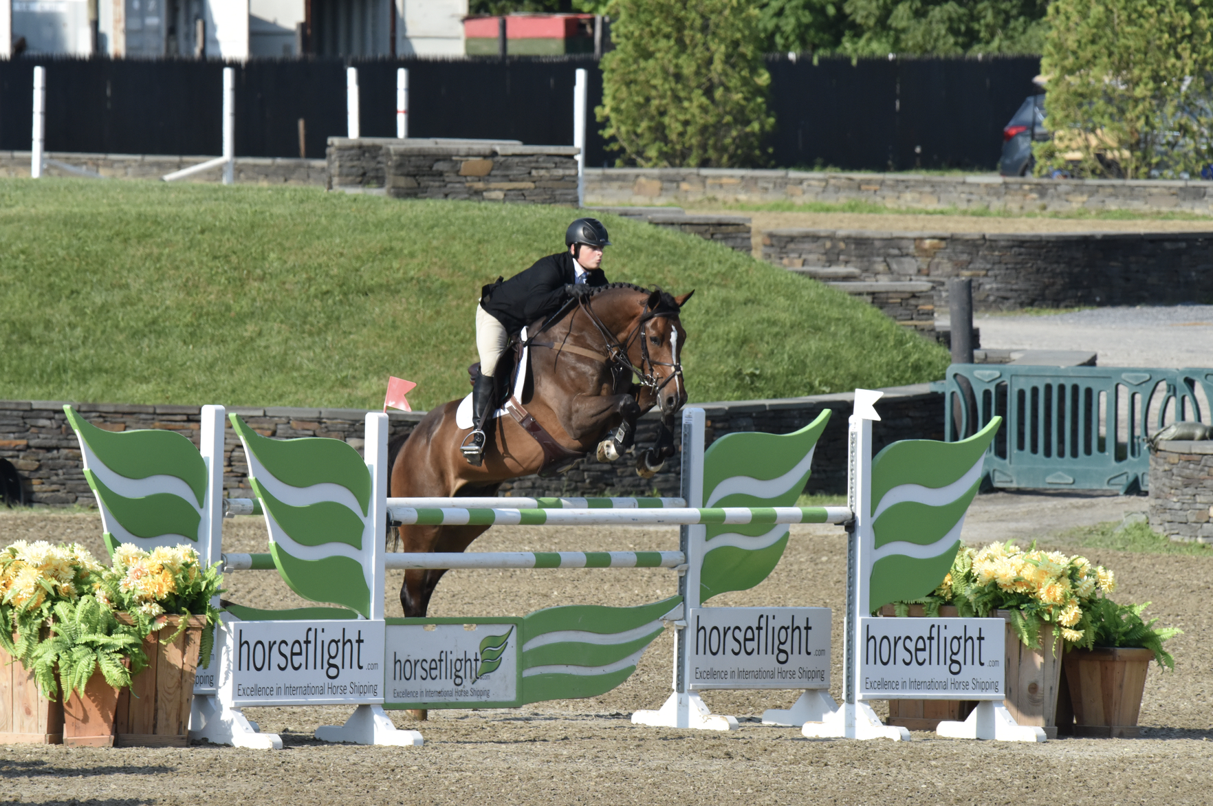 Florian Dutch Warmblood
