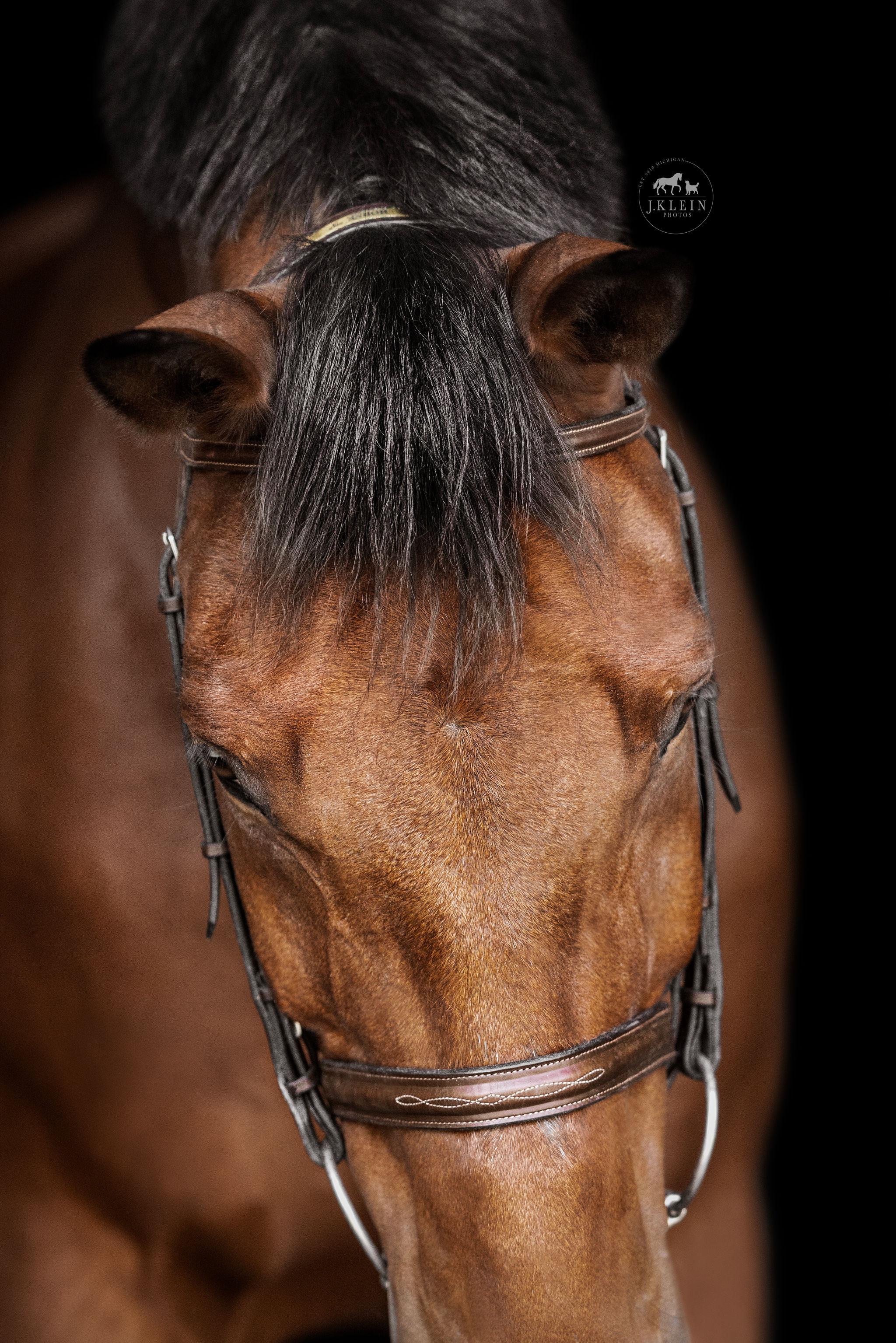 Fidelio Wsh Warmblood Jumper