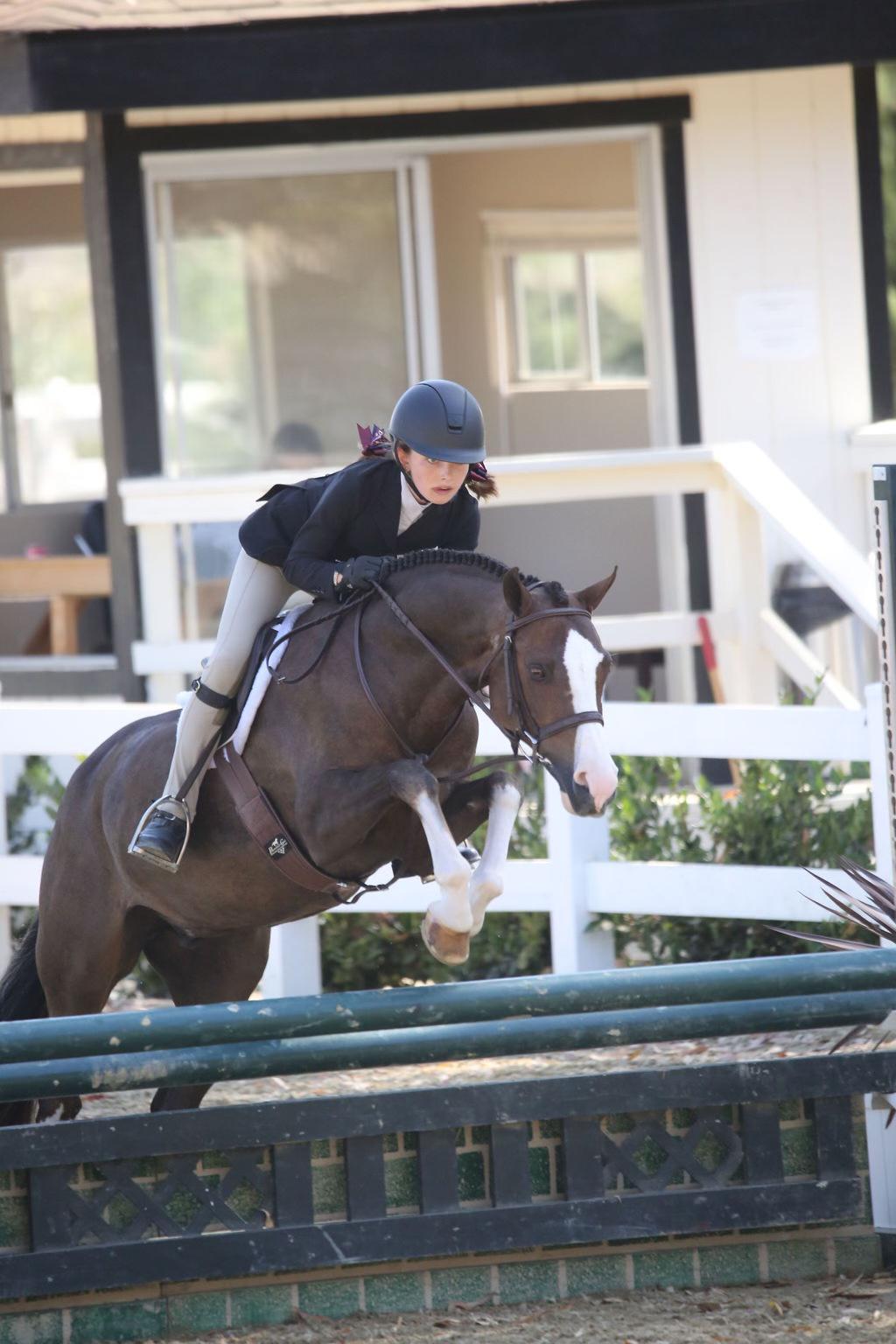 Whispering Marquis Welsh Pony