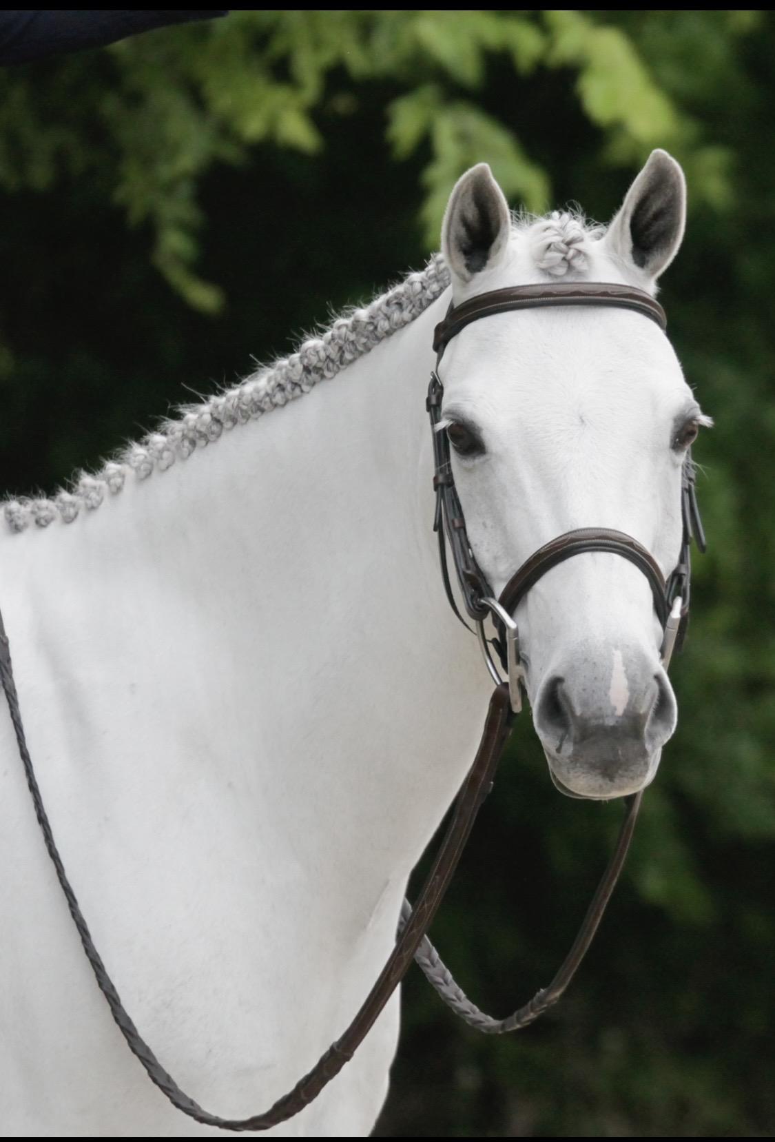 GREYMEADOWS KING OF POP Welsh Pony Hunter