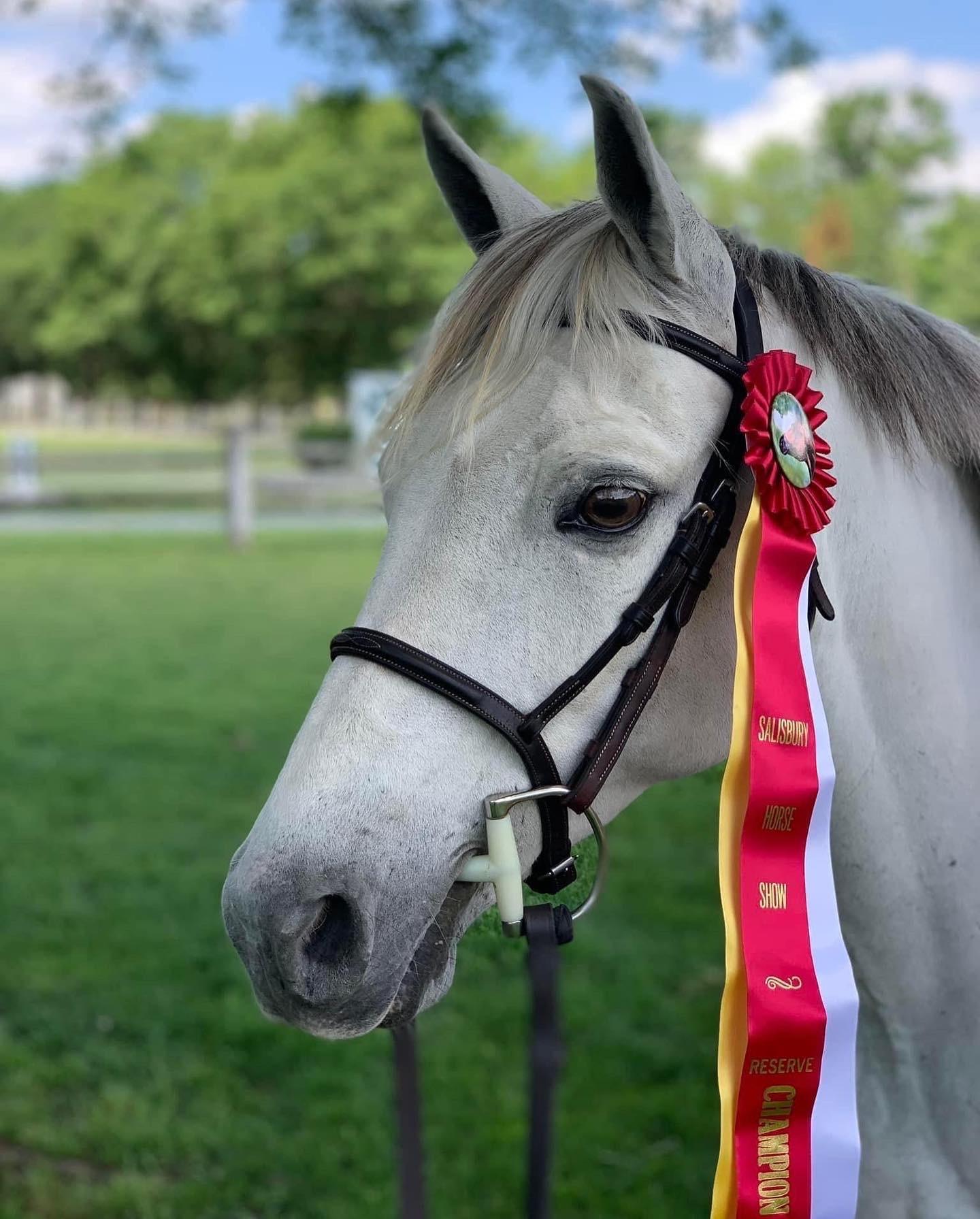 Gayfields Pasanda Welsh Pony Hunter