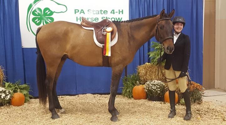 Waps High Roller “Ace” Warmblood Cross Hunter