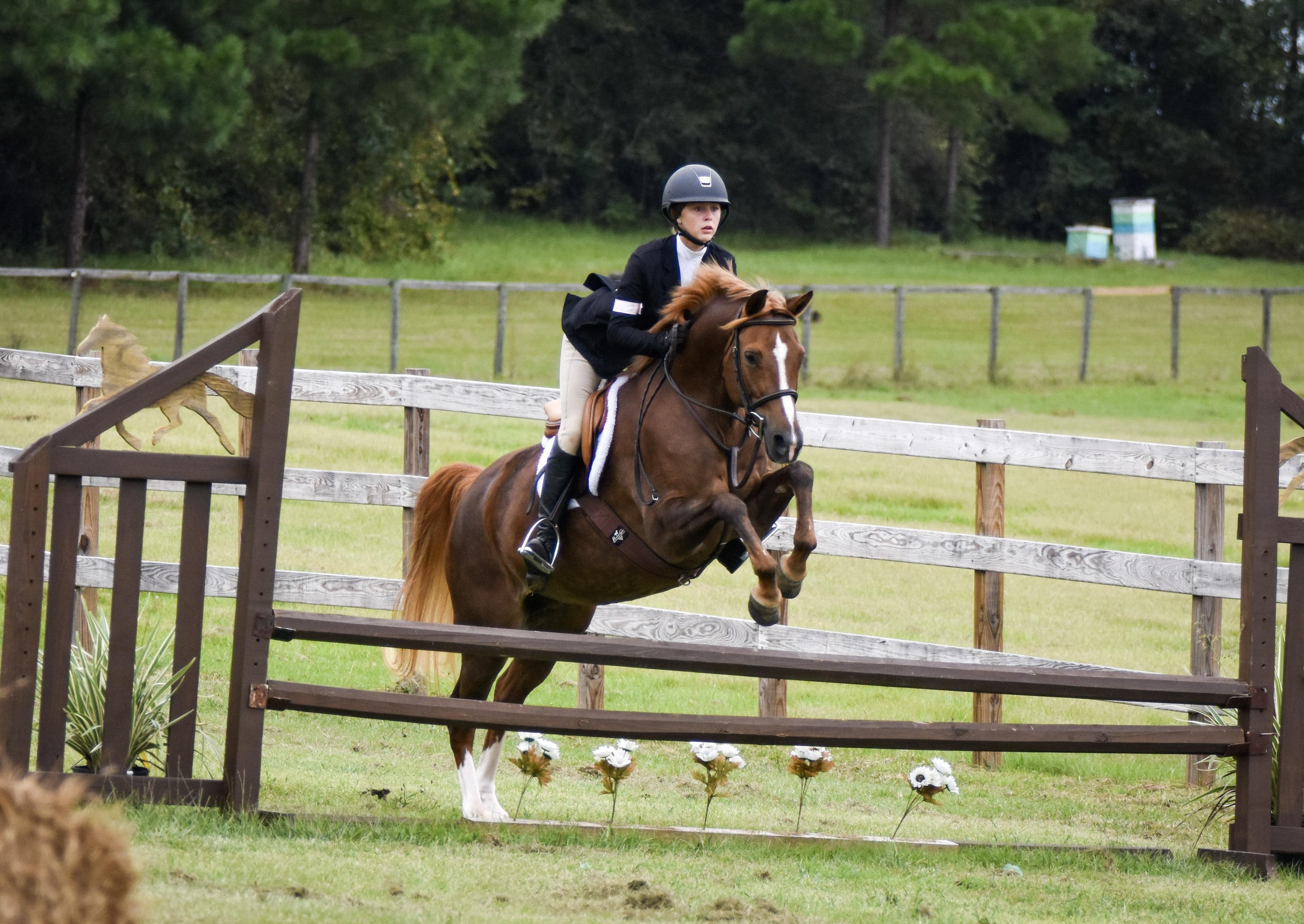 Glamorous Welsh Cross Hunter