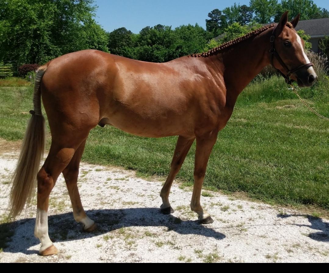 Reynard Twix Welsh Cross