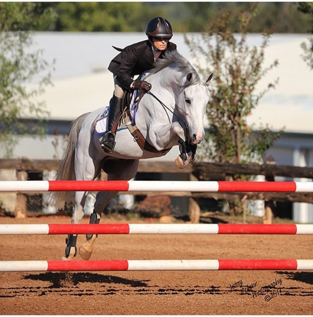 Glendonwyn Prince of Thieves Welsh Pony Jumper