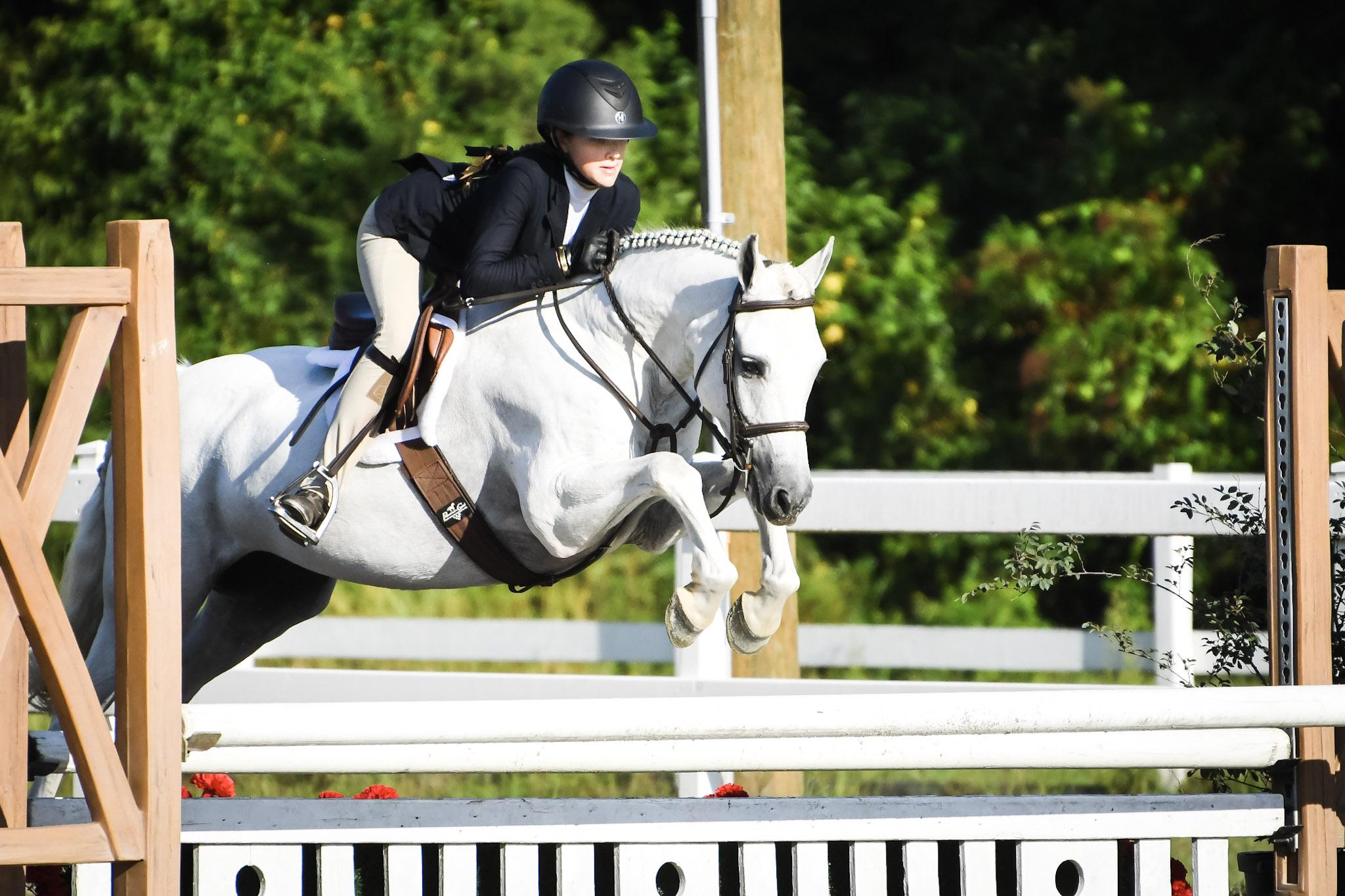 Greymeadows Viva Welsh Cross Hunter