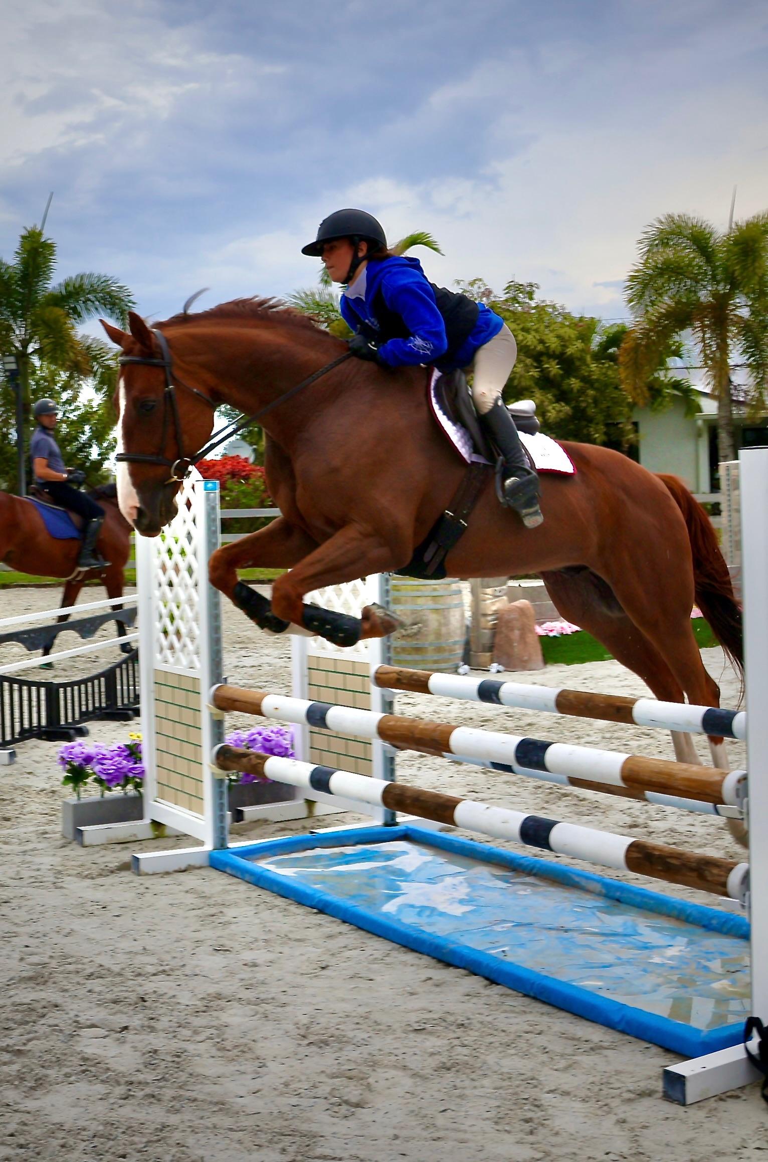 Tetelestai Wsh American Warmblood Jumper