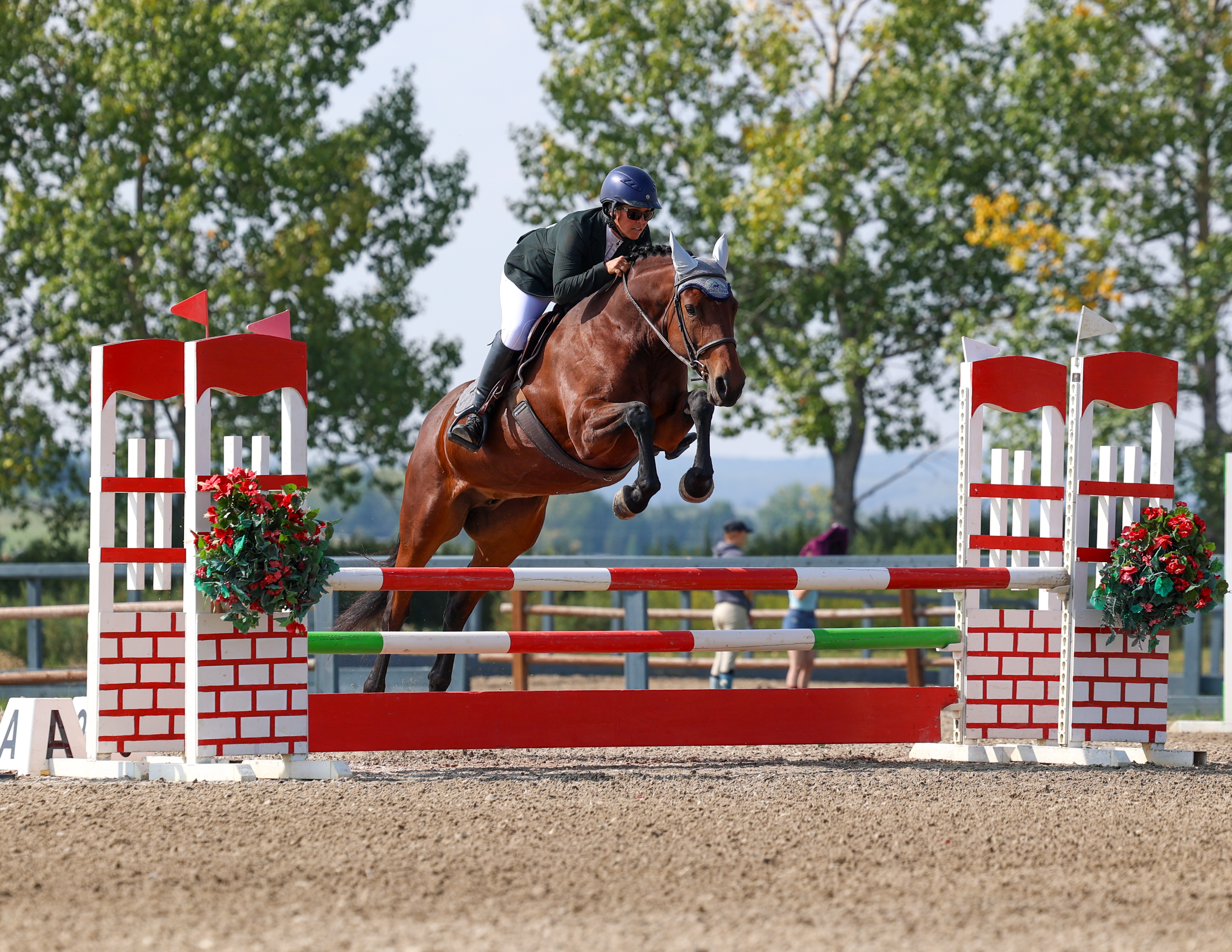 La Reina Del Tango Warmblood Hunter