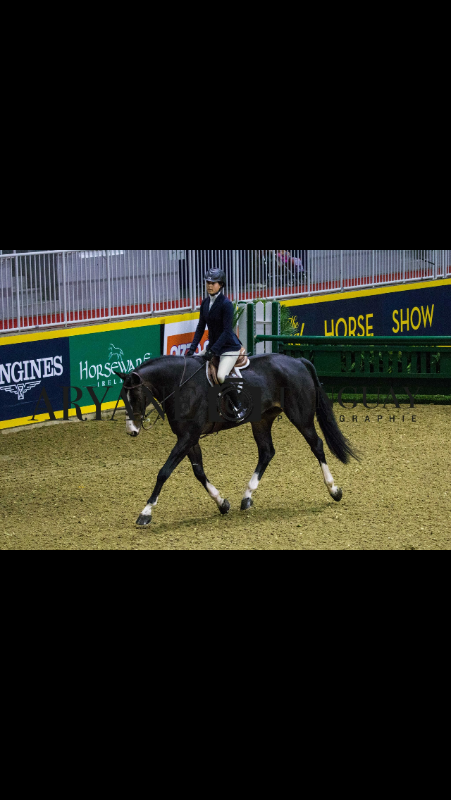 Excellent Balou Dutch Warmblood Equitation