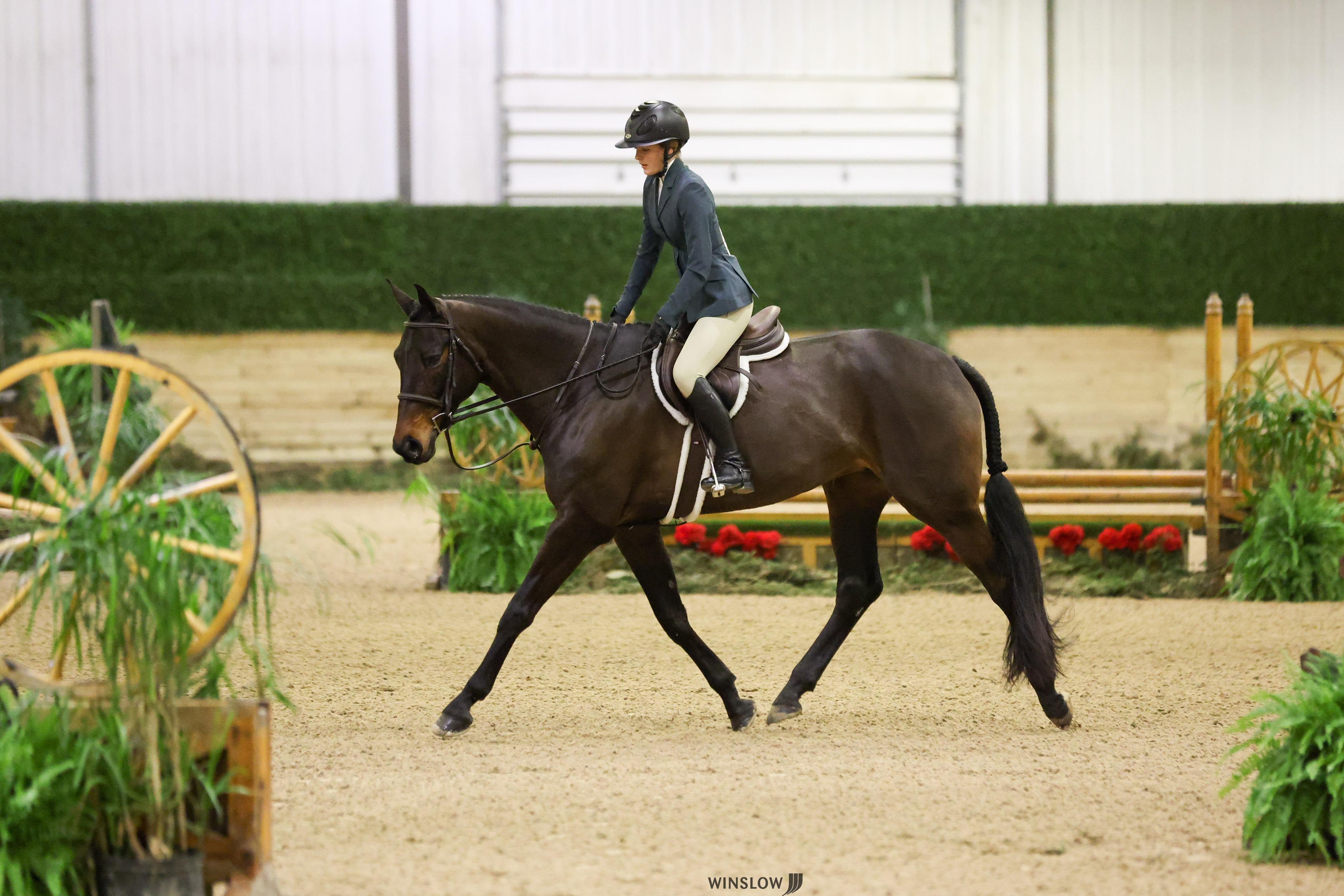 Harlequin Warmblood Hunter