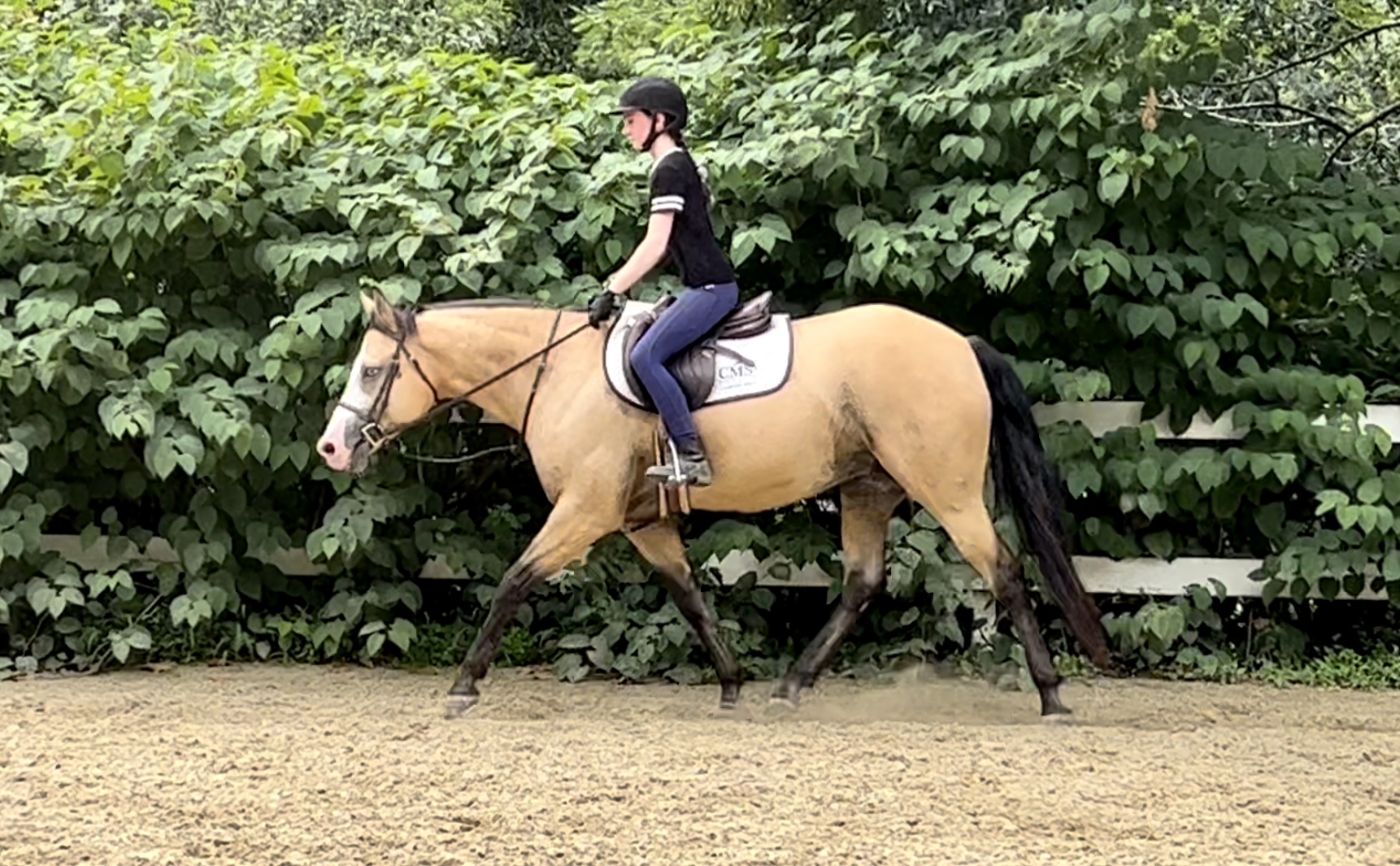 CMS Willow Paint Hunter