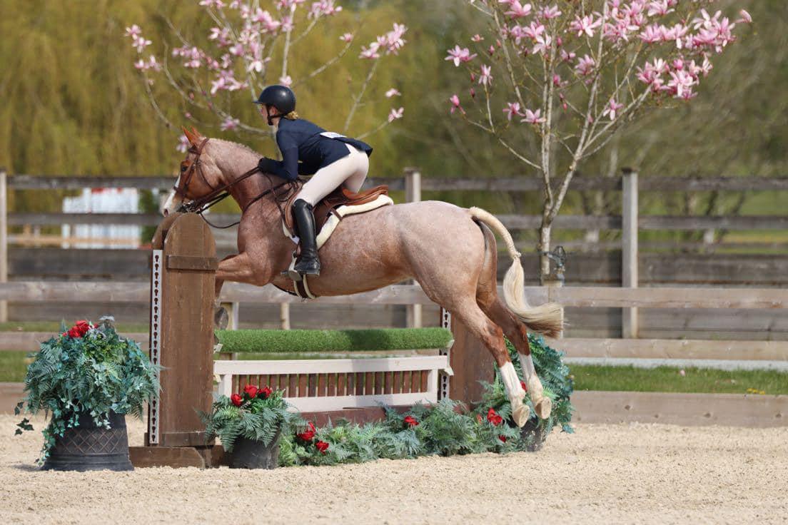 Pink Whitney Welsh Cross Hunter