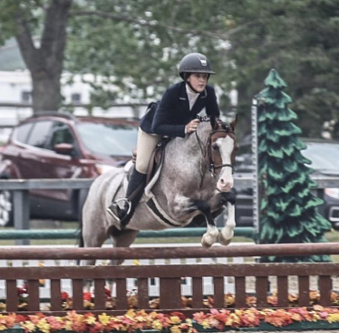 Atomic's Lotta Finesse Welsh Pony Hunter