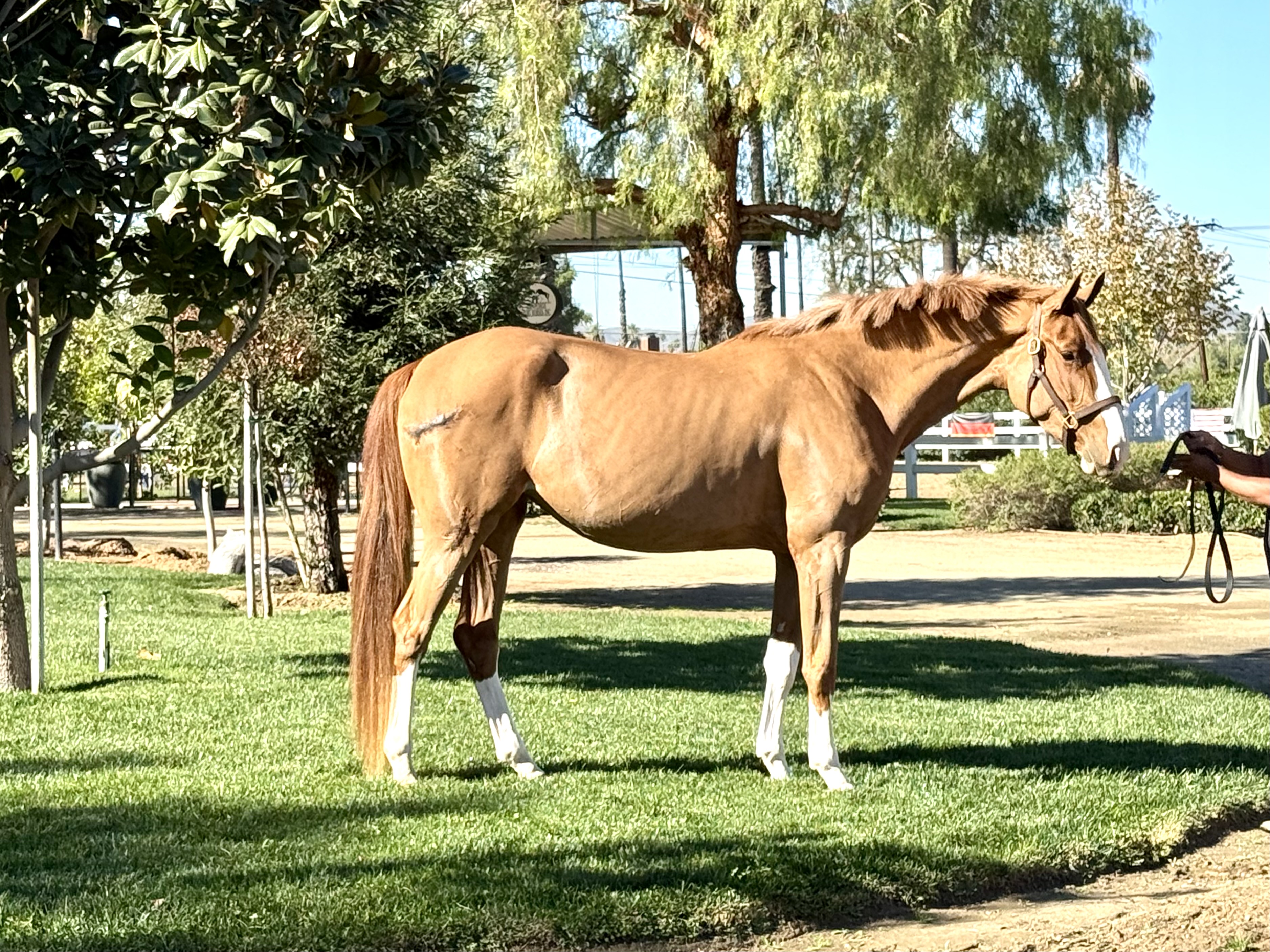 Angel PF Dutch Warmblood Jumper