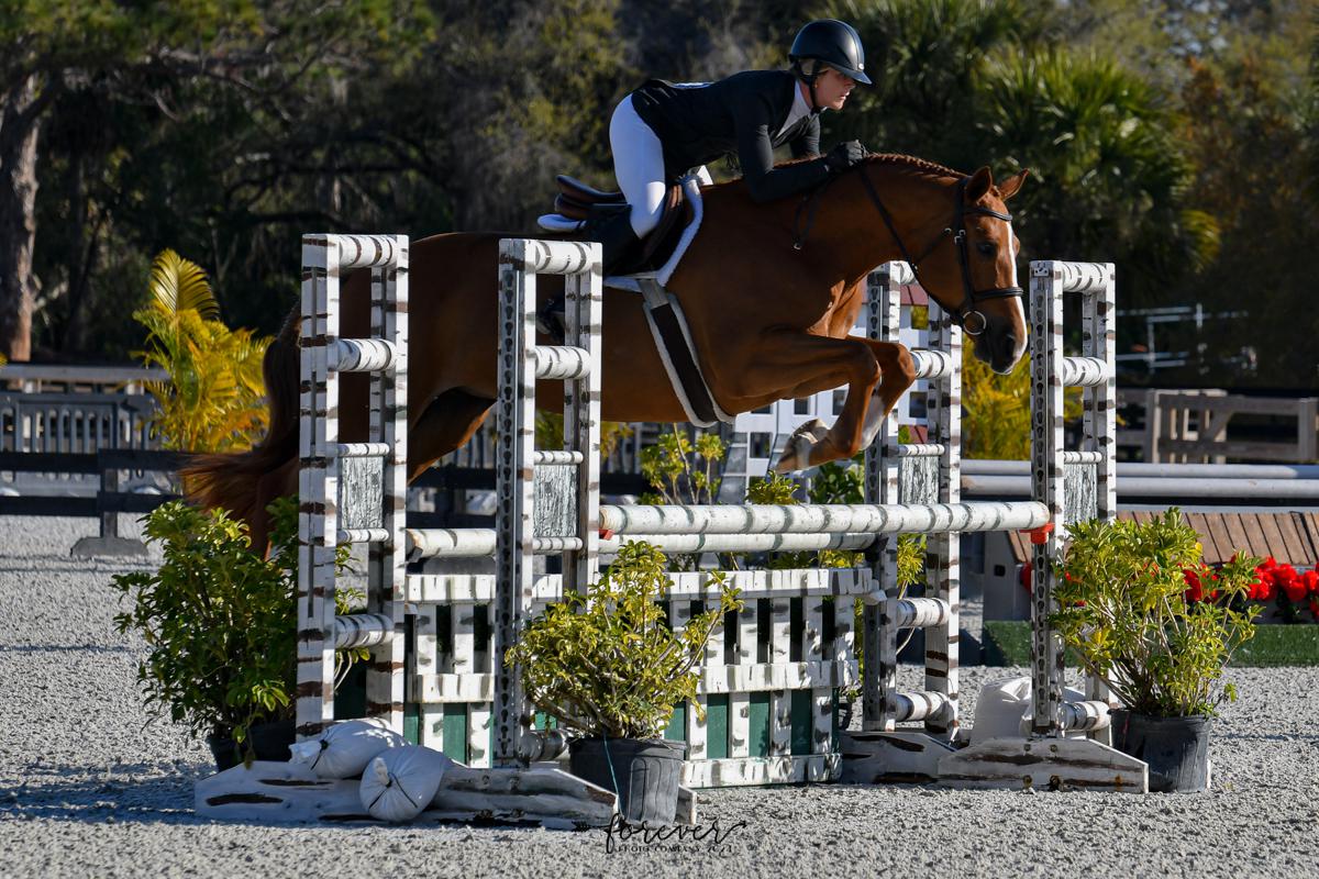 Arya Rose Warmblood