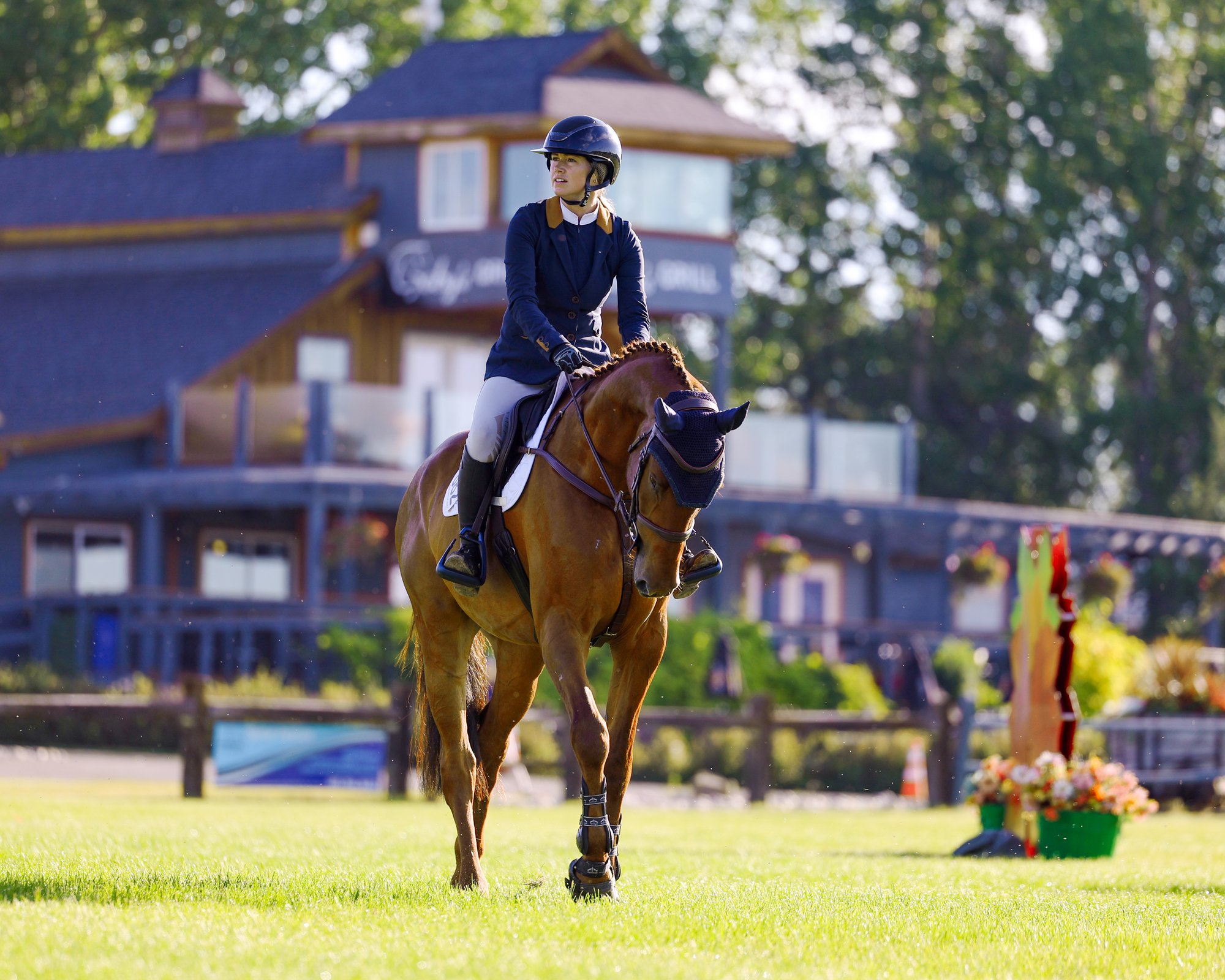 Classified Star Canadian Warmblood