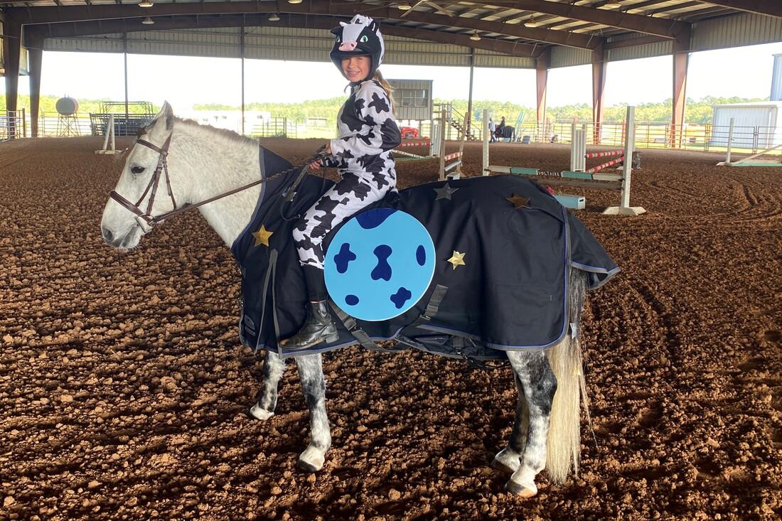 Once in a Blue Moon Welsh Cob Hunter