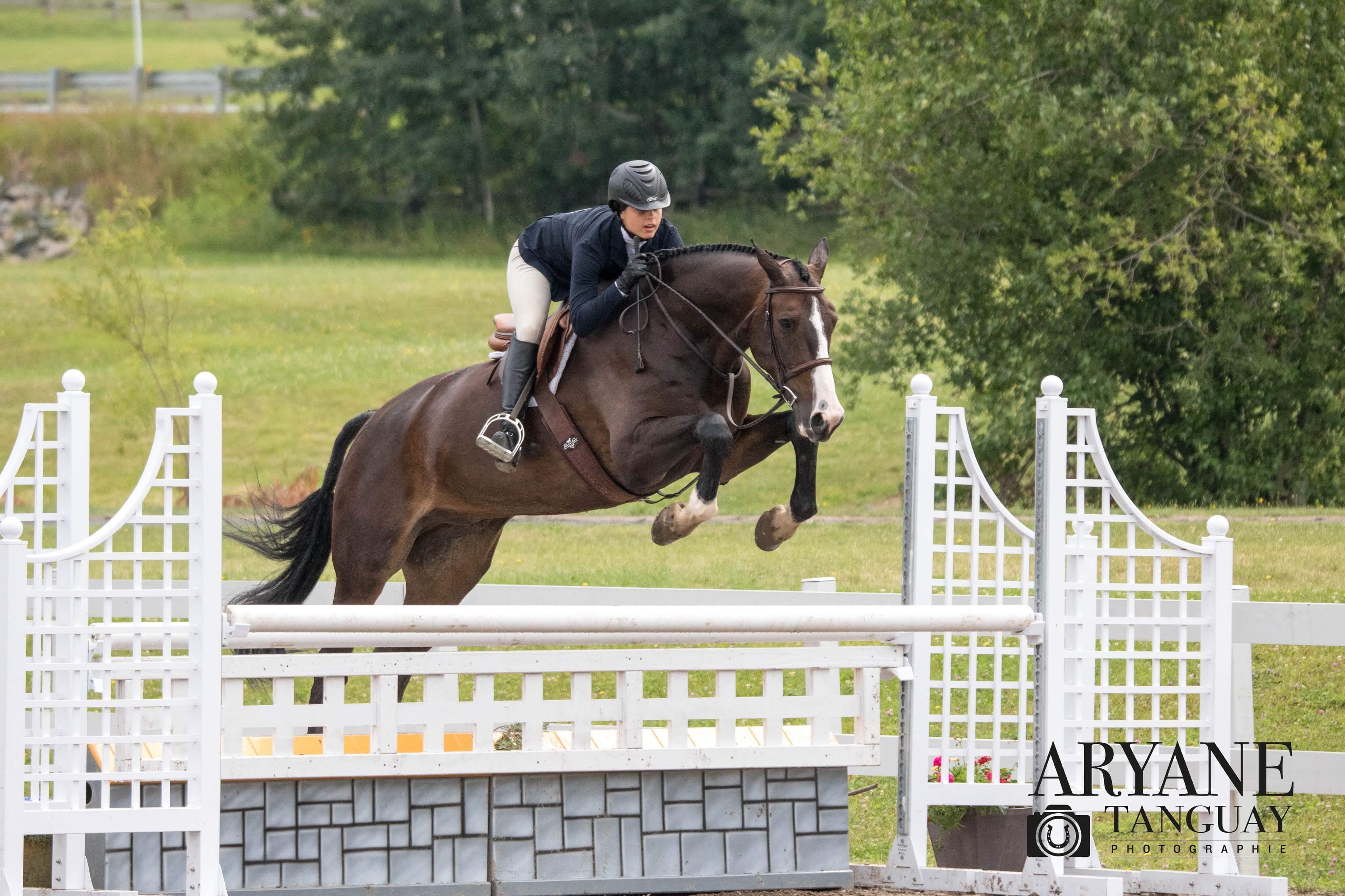 Excellent Balou Dutch Warmblood Equitation