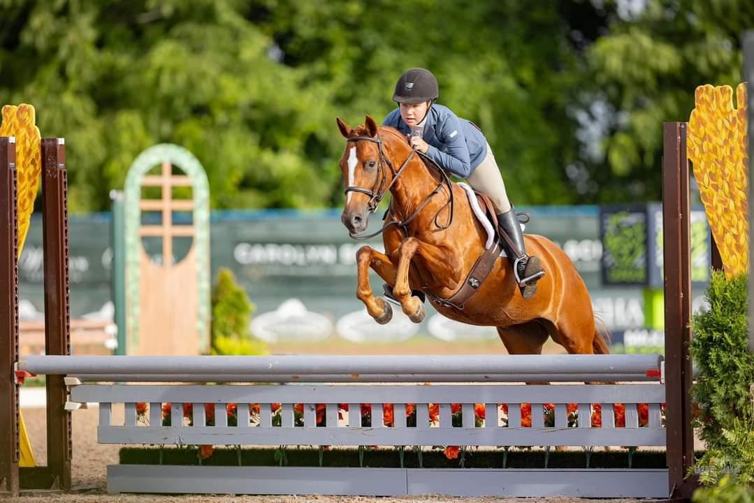Orchard Hills Ginger Snap American Sport Pony Hunter