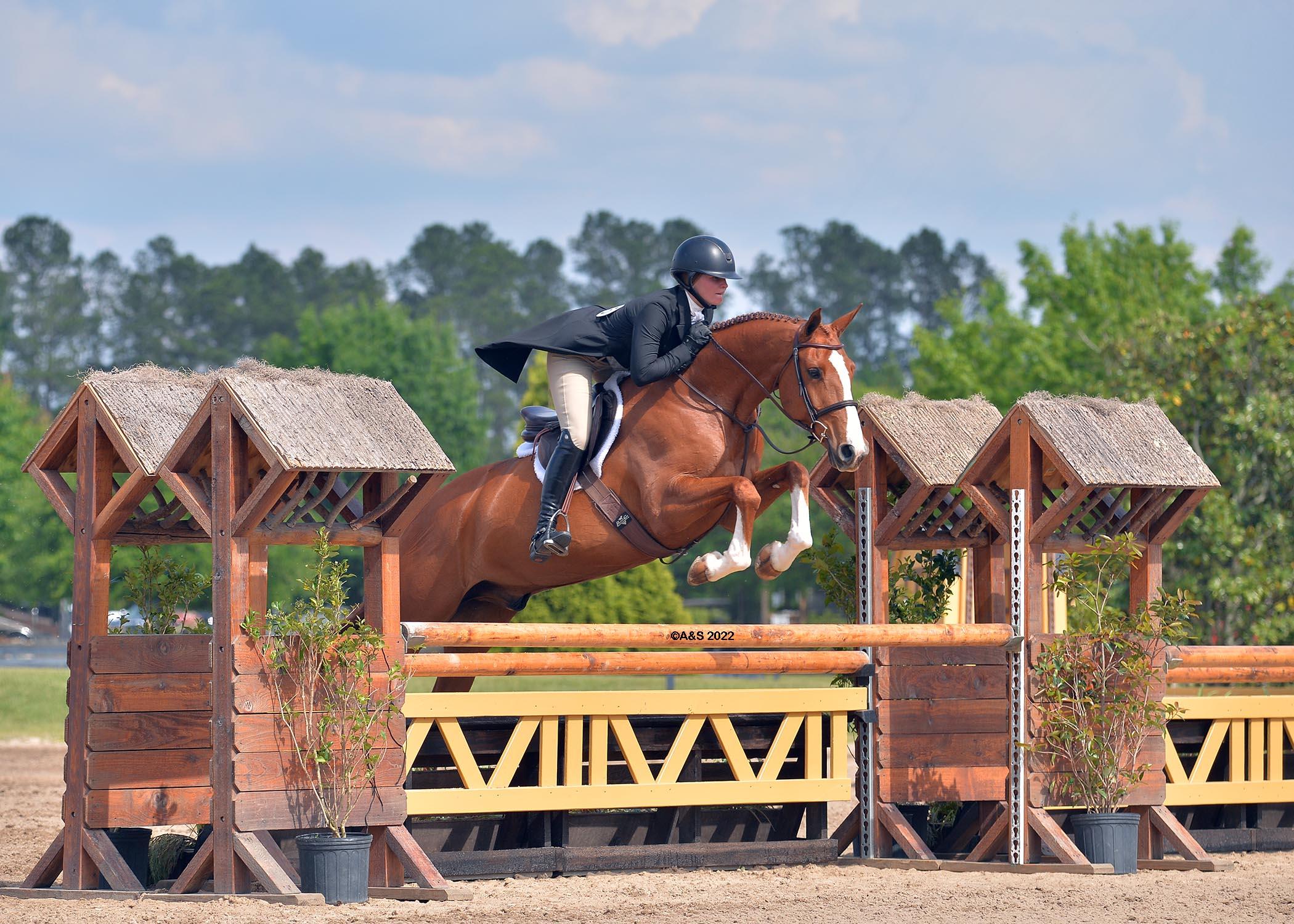 Peregrine Irish Sport Horse Hunter