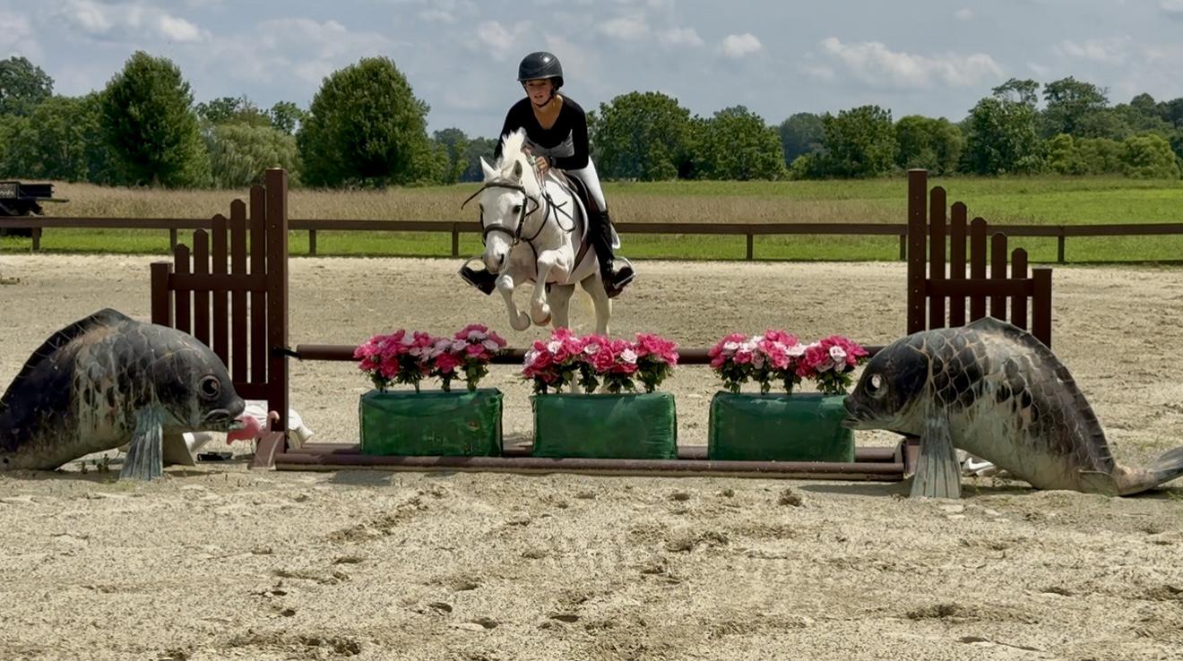 Prince Caspen Welsh Pony Hunter
