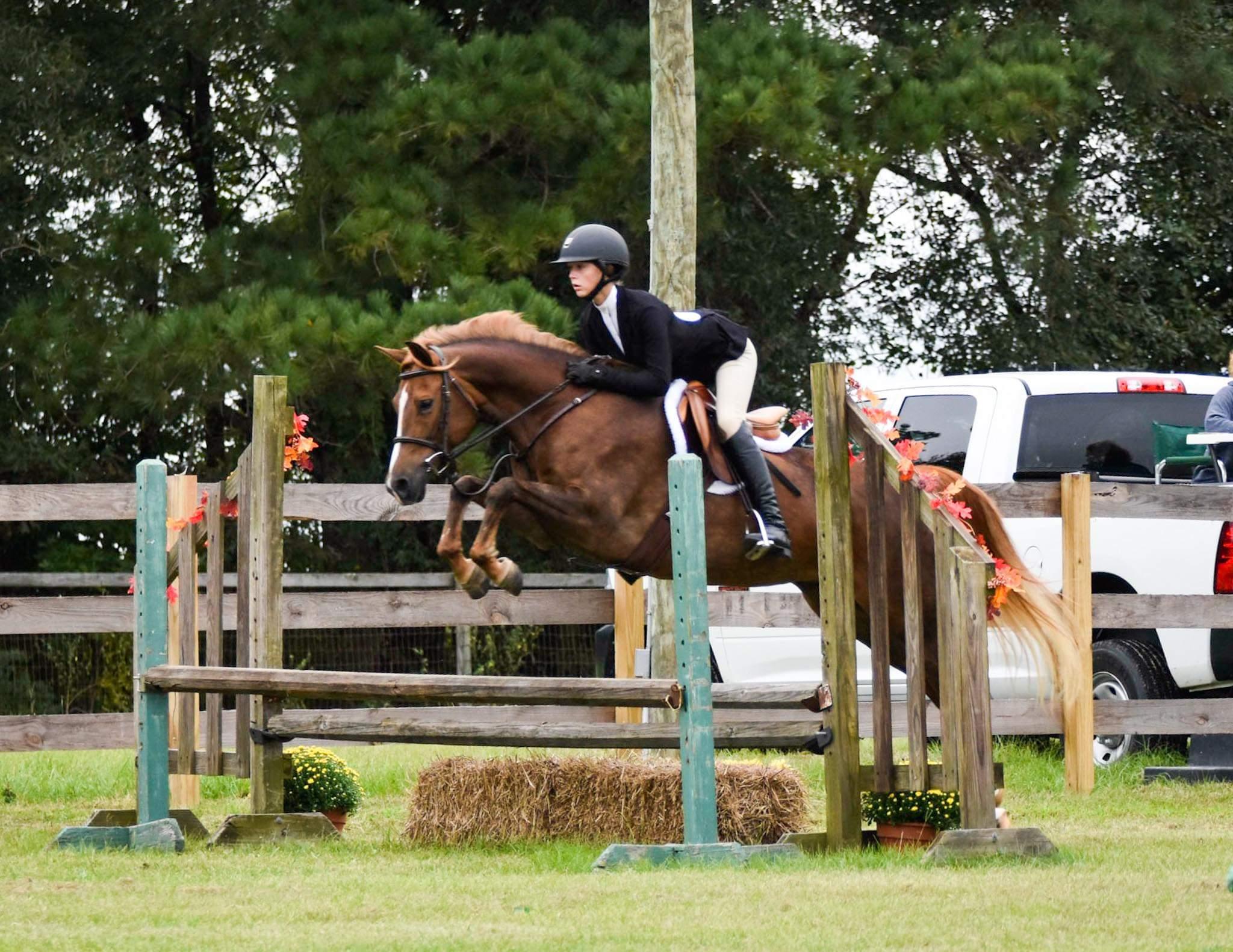 Glamorous Welsh Cross Hunter
