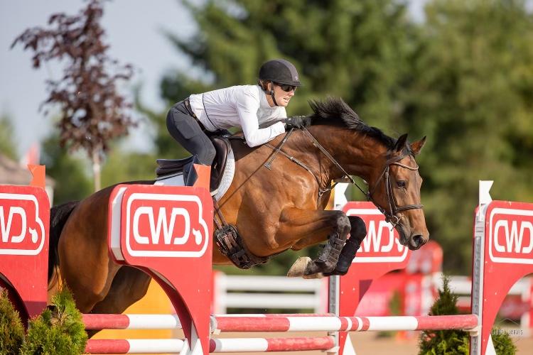 Master Chance Irish Sport Horse Jumper