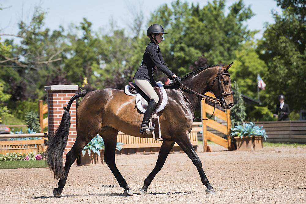 FANCY Hunter by Westporte! Hanoverian Hunter