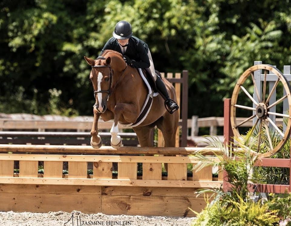 Arya Rose Warmblood