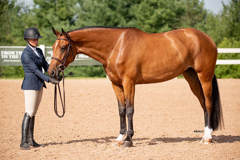 FES Querida Canadian Warmblood Hunter