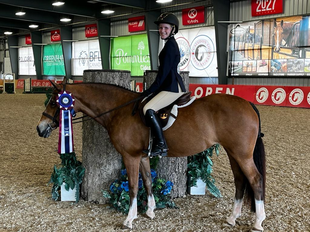 Made You Look Welsh Cob Hunter